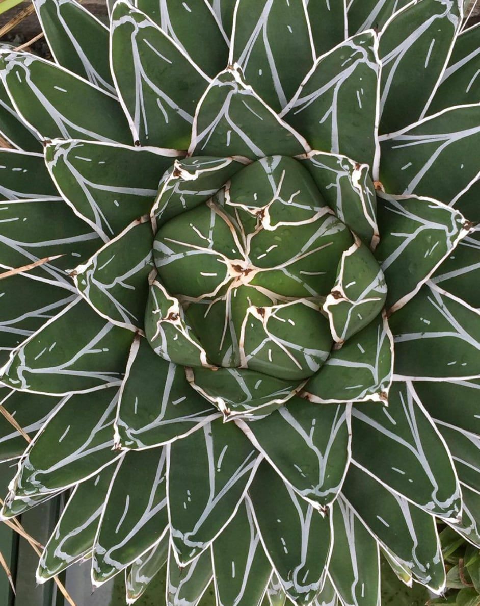 Zeldzame vetplanten, cactussen en planten, zaden :: Agave Victoriae ...